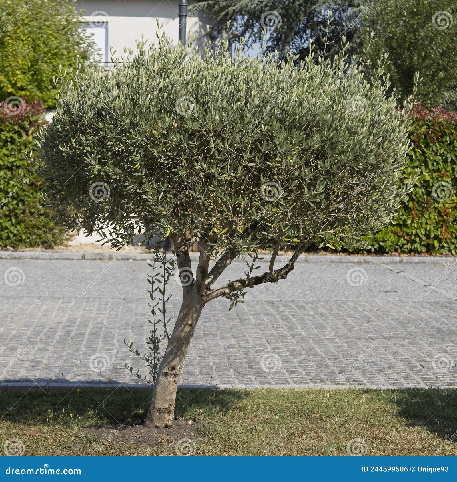 Olive Tree Pruned into Ball Stock Photo - Image of olive, green: 244599506