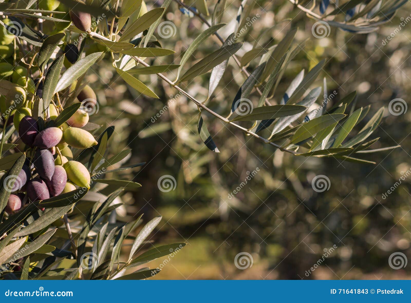 Olive Tree with Ripe Olives Stock Image - Image of agriculture, twig ...