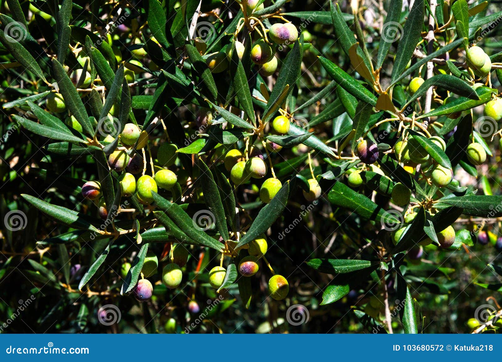 Olive Tree with Ripe Olives Stock Photo - Image of plant, rural: 103680572