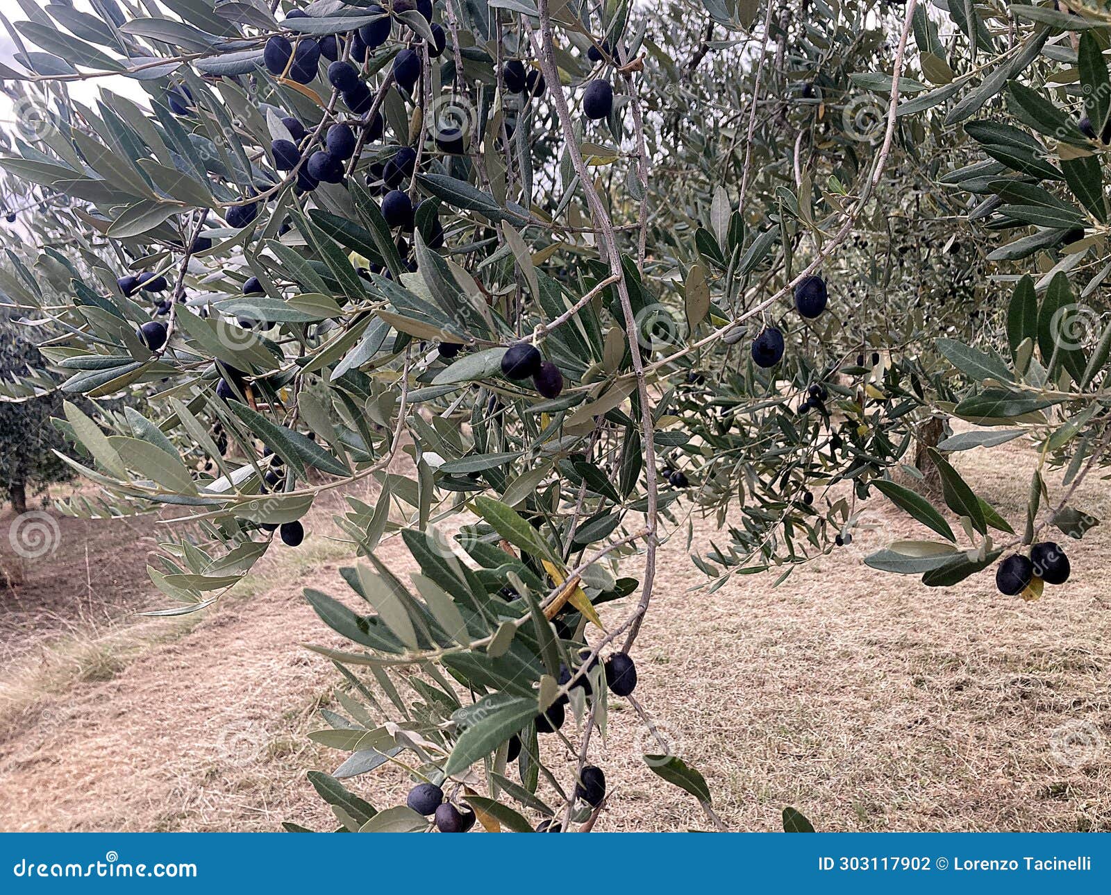 Olive Tree with Ripe Olives Ready for Harvest. Mediterranean Olive ...