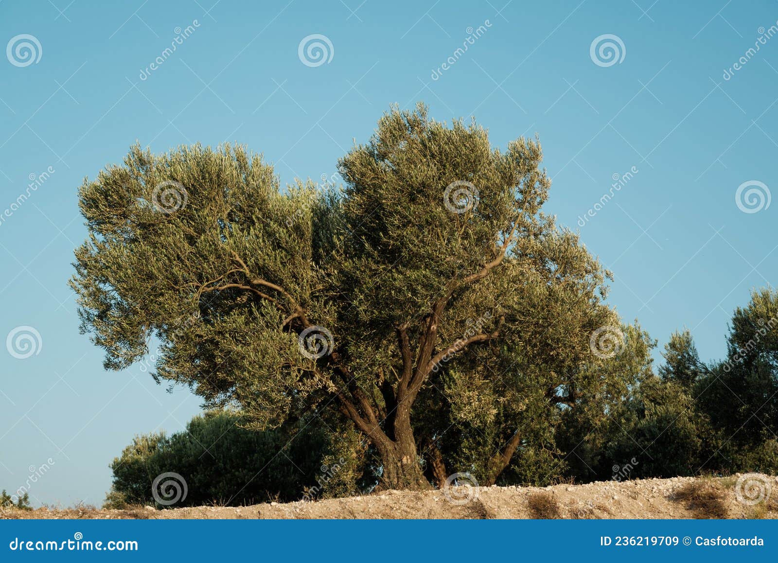 An Olive Tree by the Road Side Stock Image - Image of countryside ...