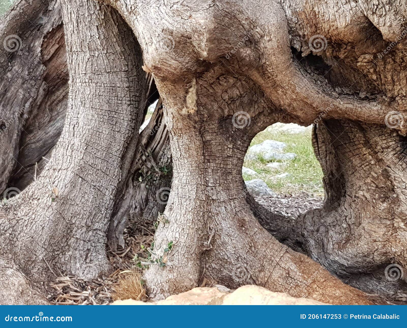 Olive tree root stock image. Image of croatia, garden - 206147253