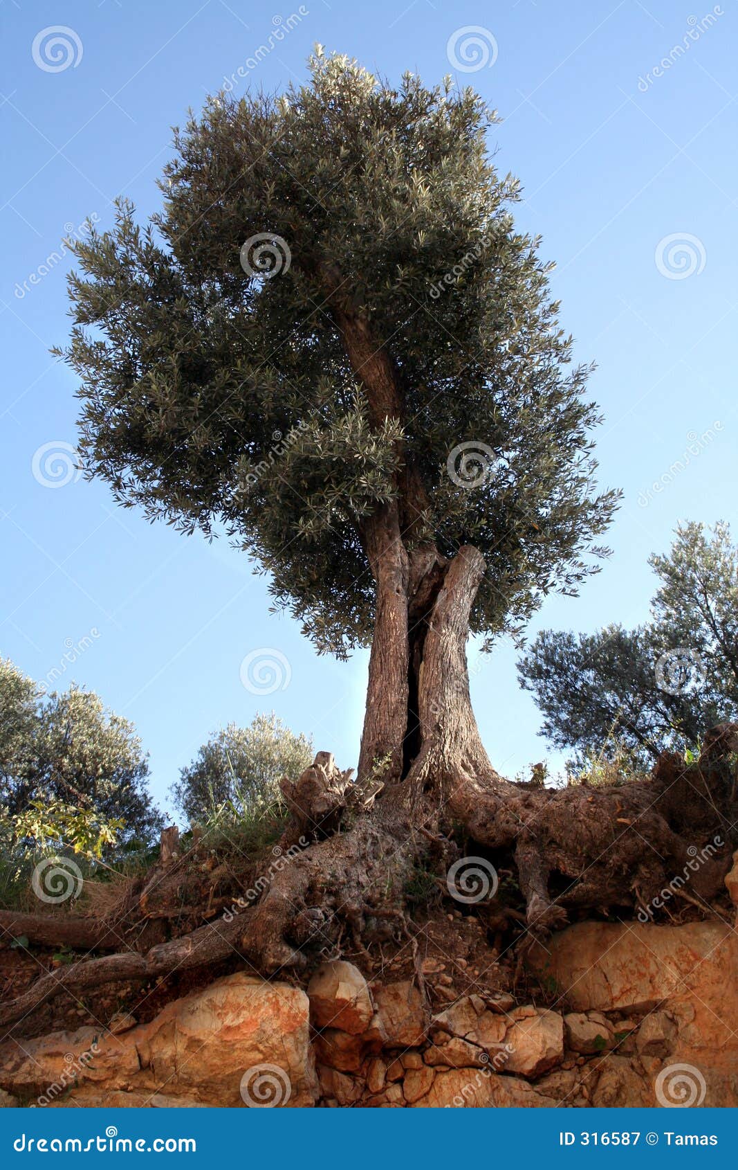 Olive tree and roots stock image. Image of oliva, ibiza - 316587