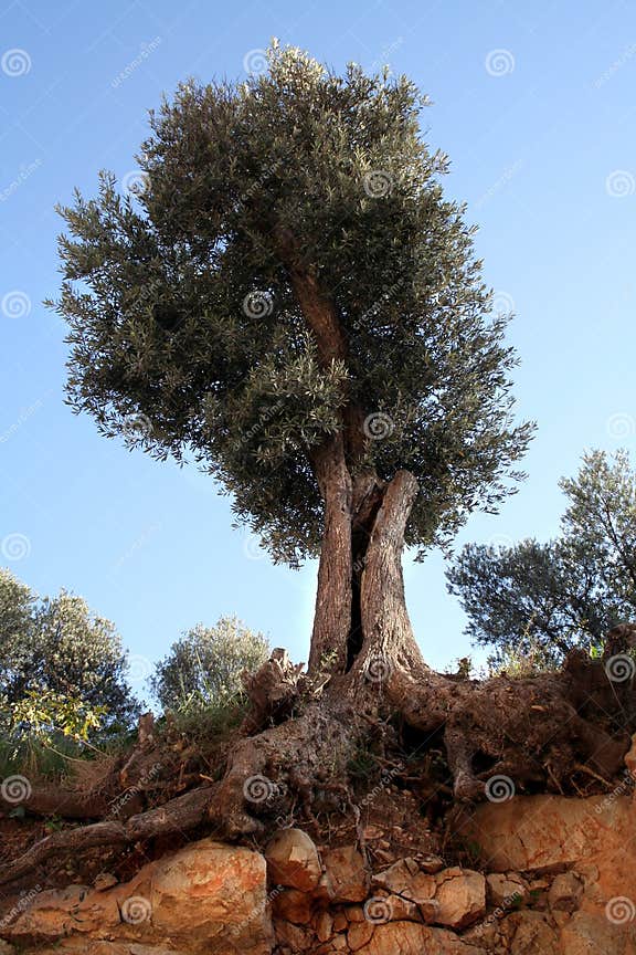 Olive tree and roots stock image. Image of oliva, ibiza - 316587