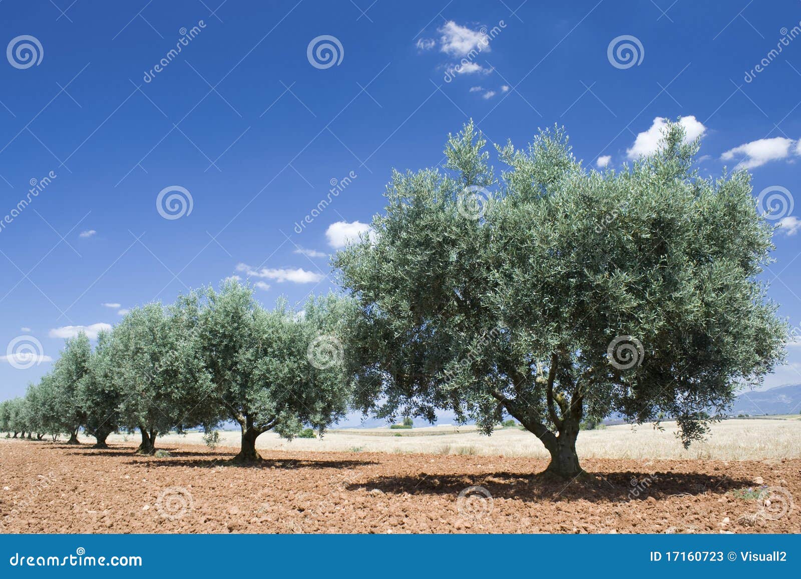 Olive Tree in a Row, Provence. Stock Image - Image of growing, blue ...