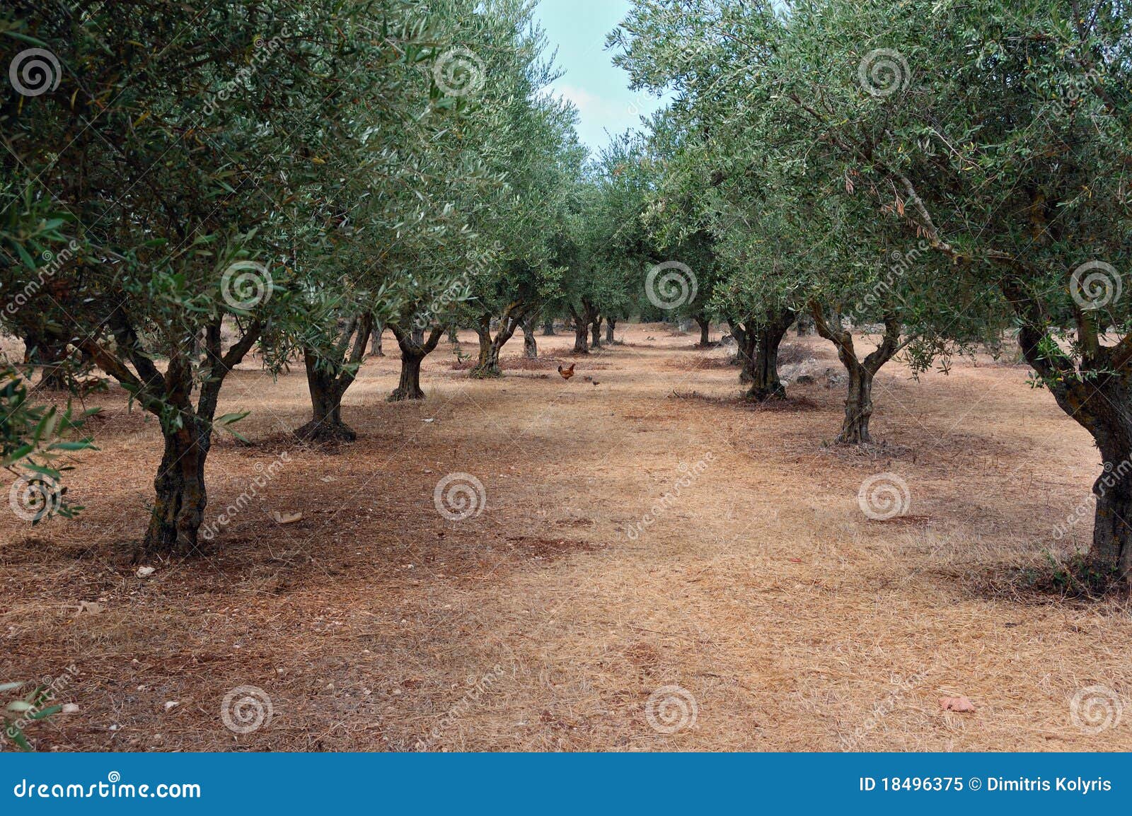 Olive tree rows stock image. Image of cultivate, landscape - 18496375