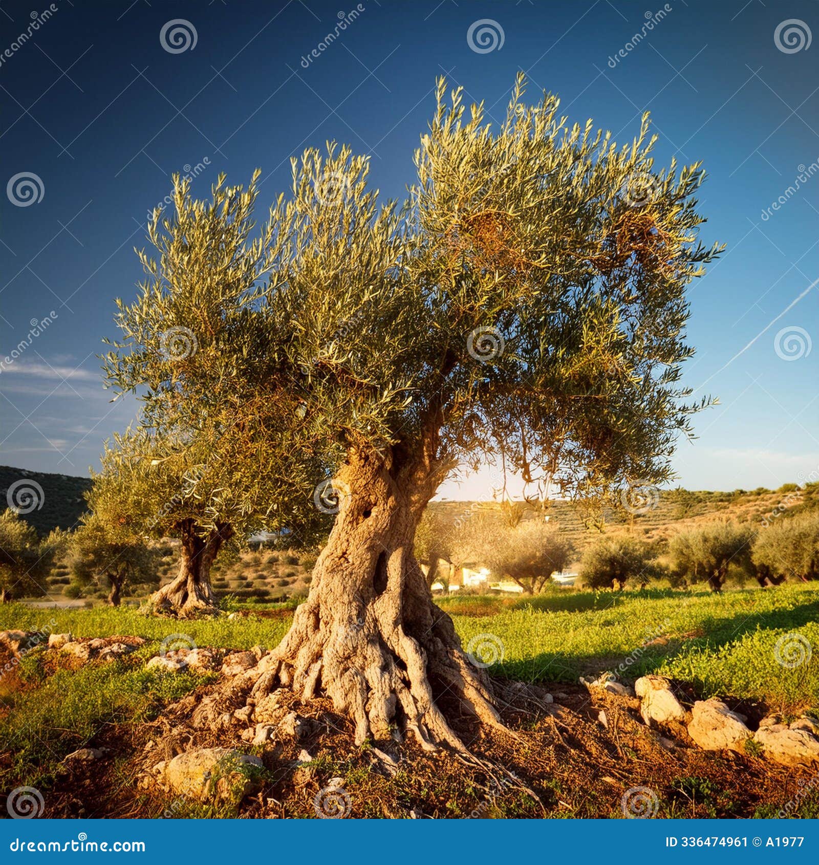 Olive Tree Scient. Name Olea Europaea, AI Generated Stock Illustration ...