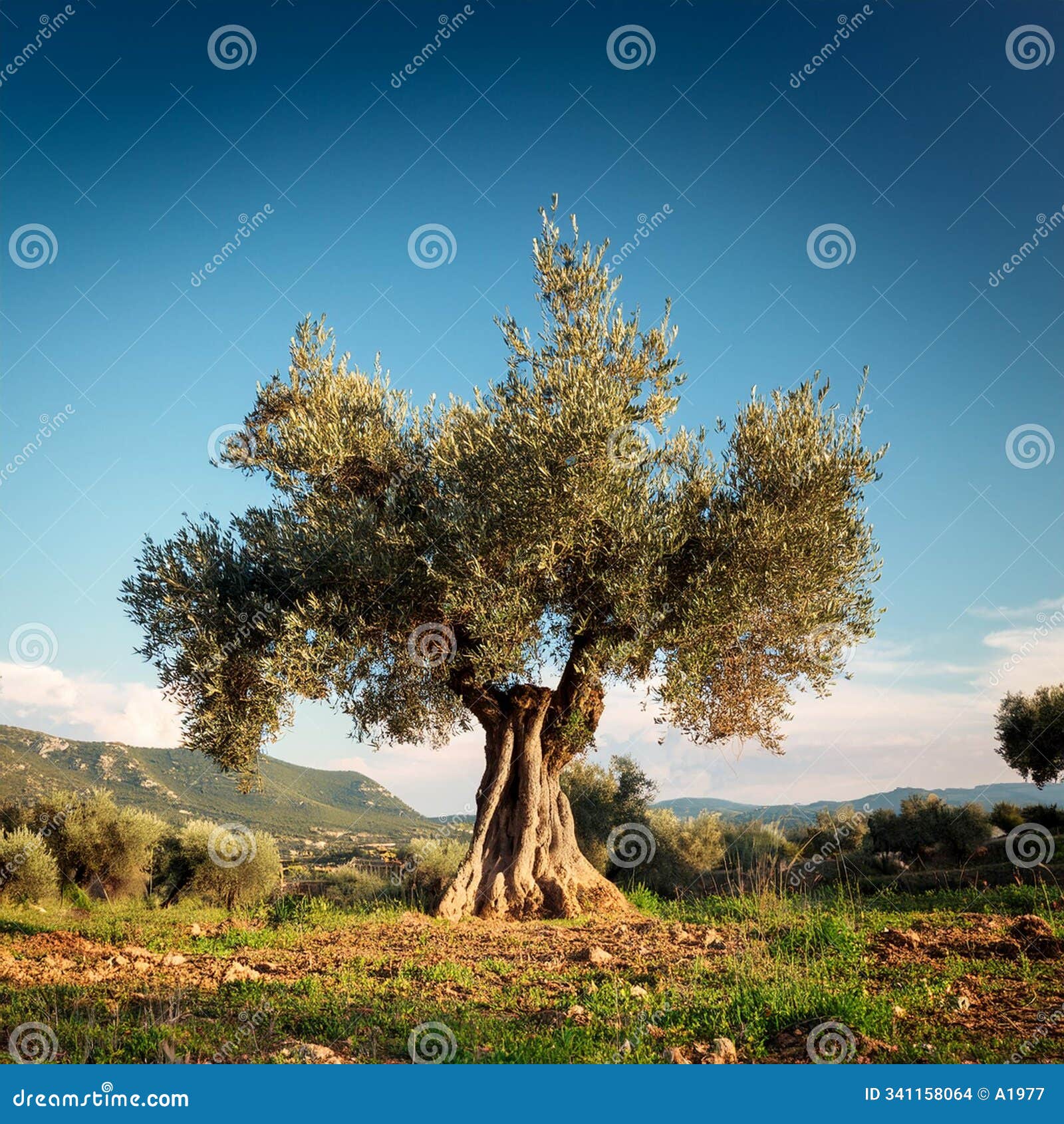 Olive Tree Scient. Name Olea Europaea, AI Generated Stock Illustration ...