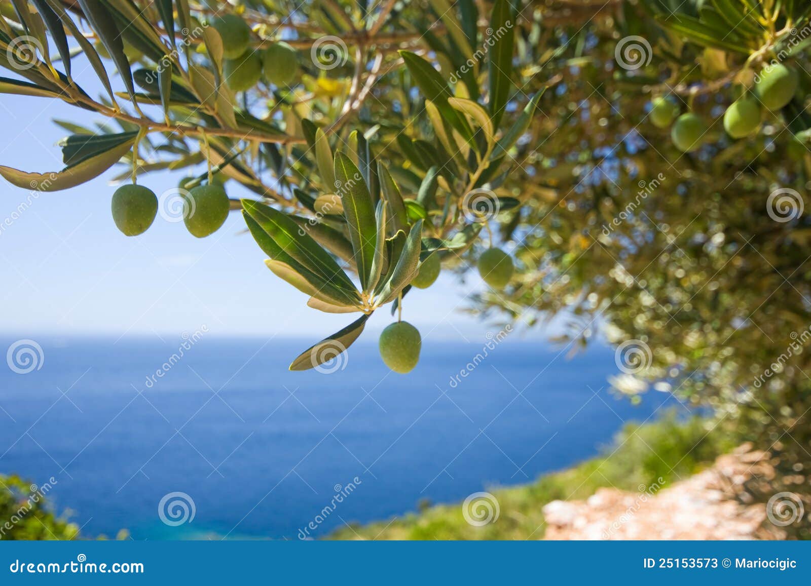 A Olive Tree on the Sea Background Stock Image - Image of east, bough ...