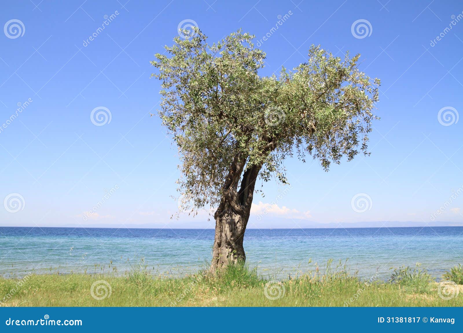 Olive tree by the sea stock image. Image of greece, spring - 31381817