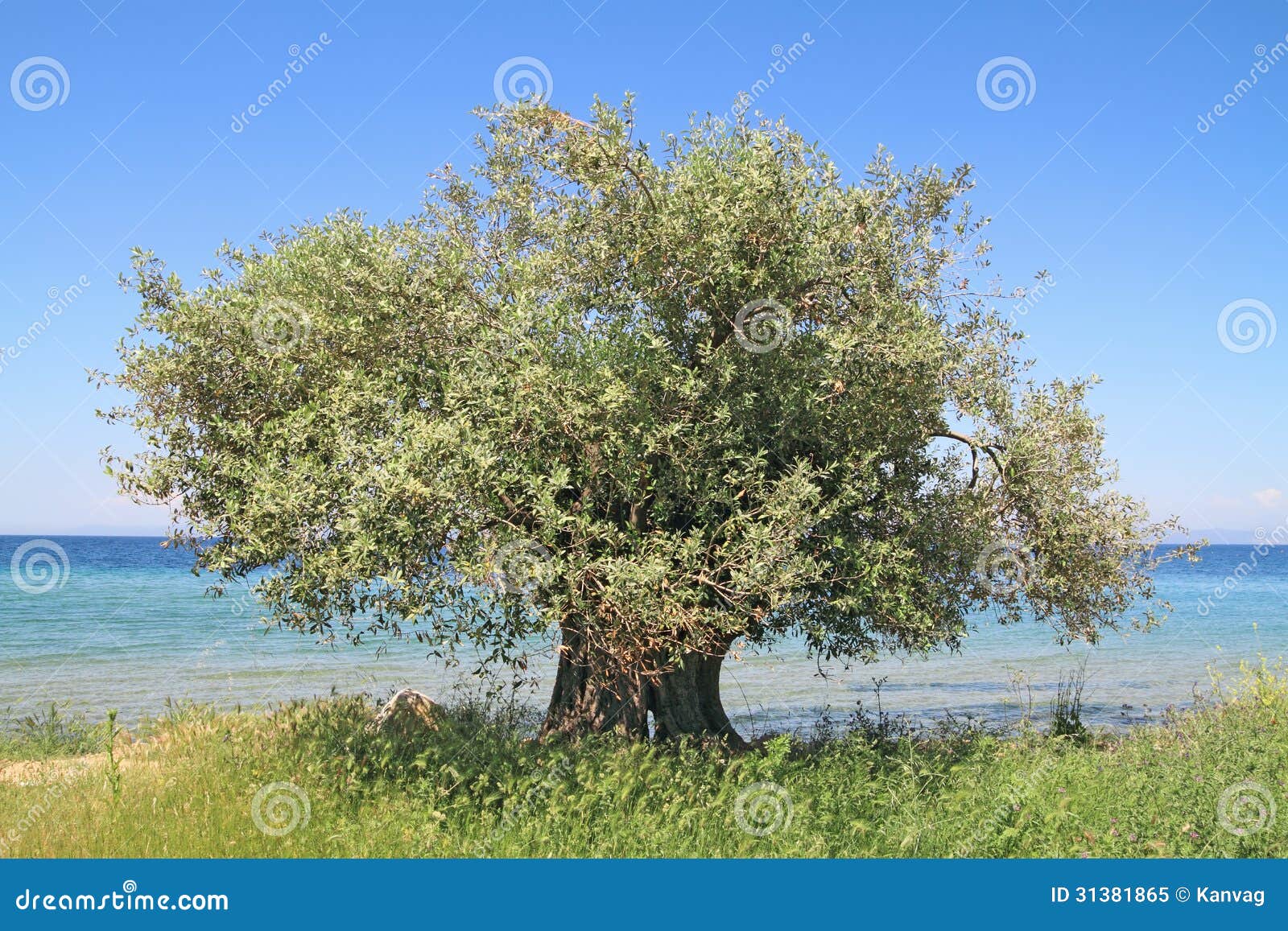 Olive tree by the sea stock image. Image of spring, harvest - 31381865