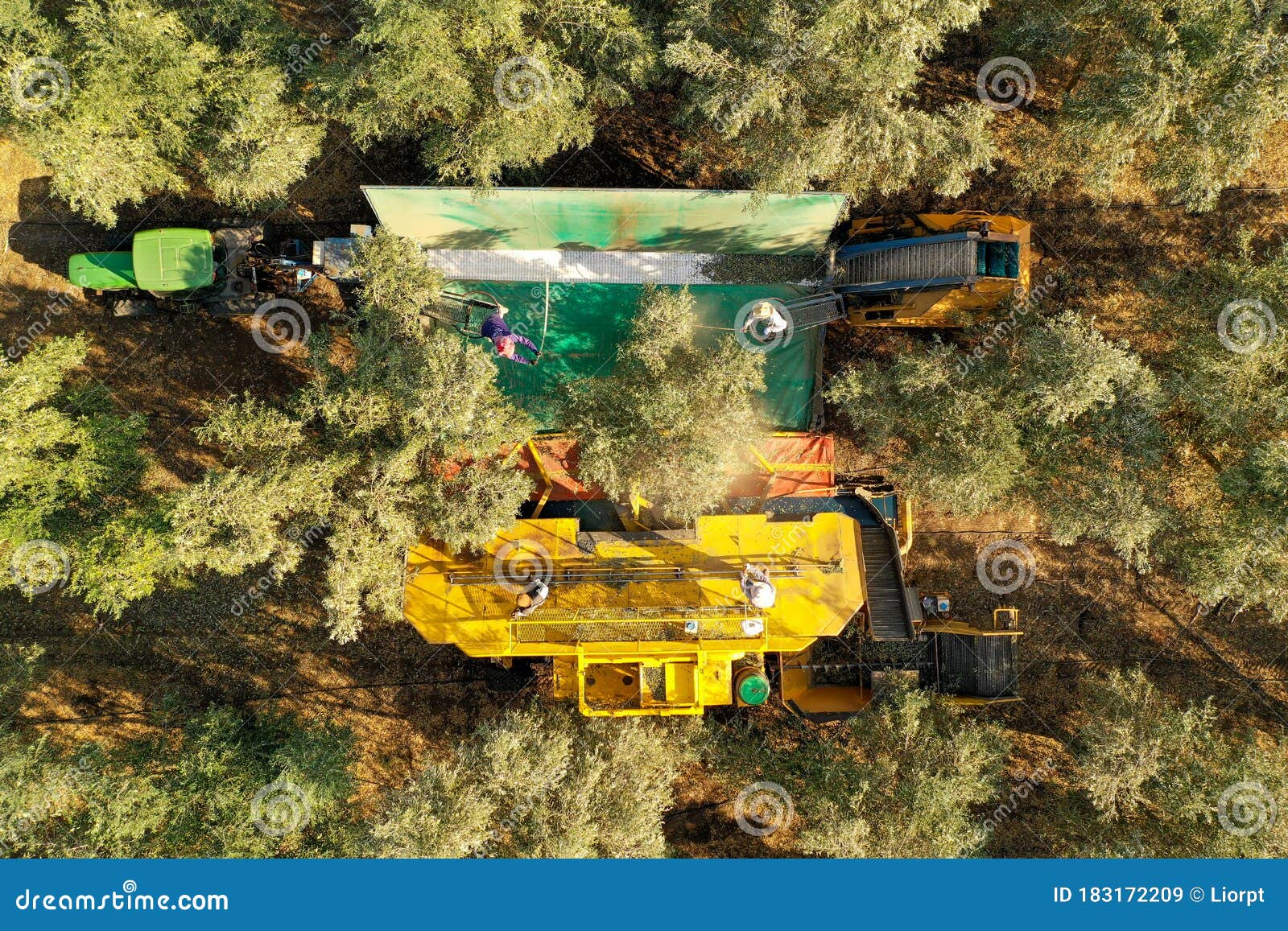 Olive Tree Shaker Harvester Operation Supported by Four Pole Beating ...