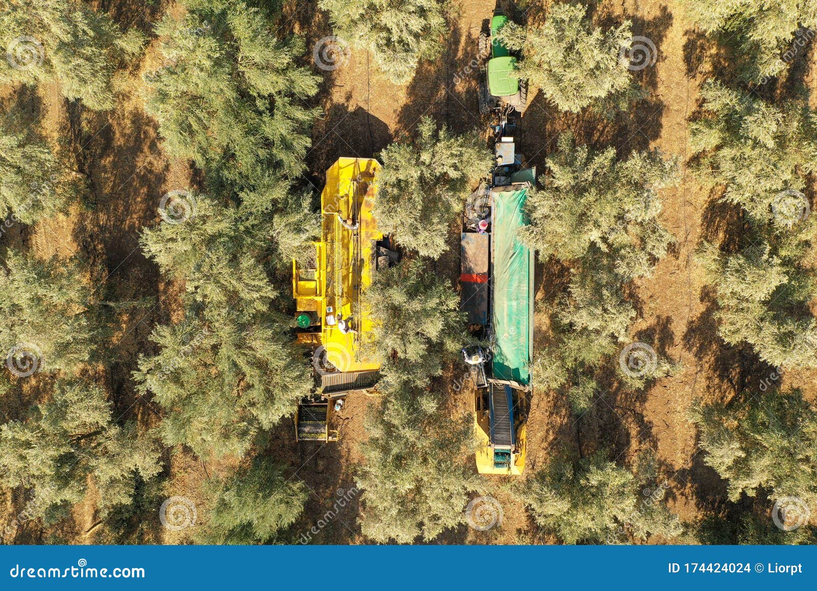 Olive Tree Shaker Harvester Operation Supported by Four Pole Beating ...