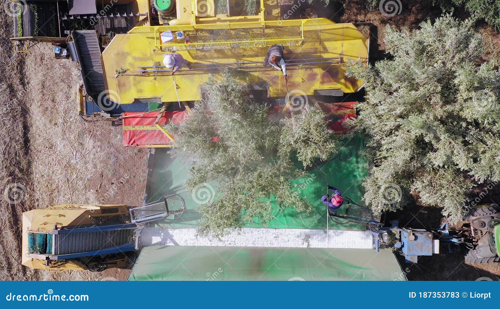 Olive Tree Shaker Harvester Operation Supported by Four Pole Beating ...