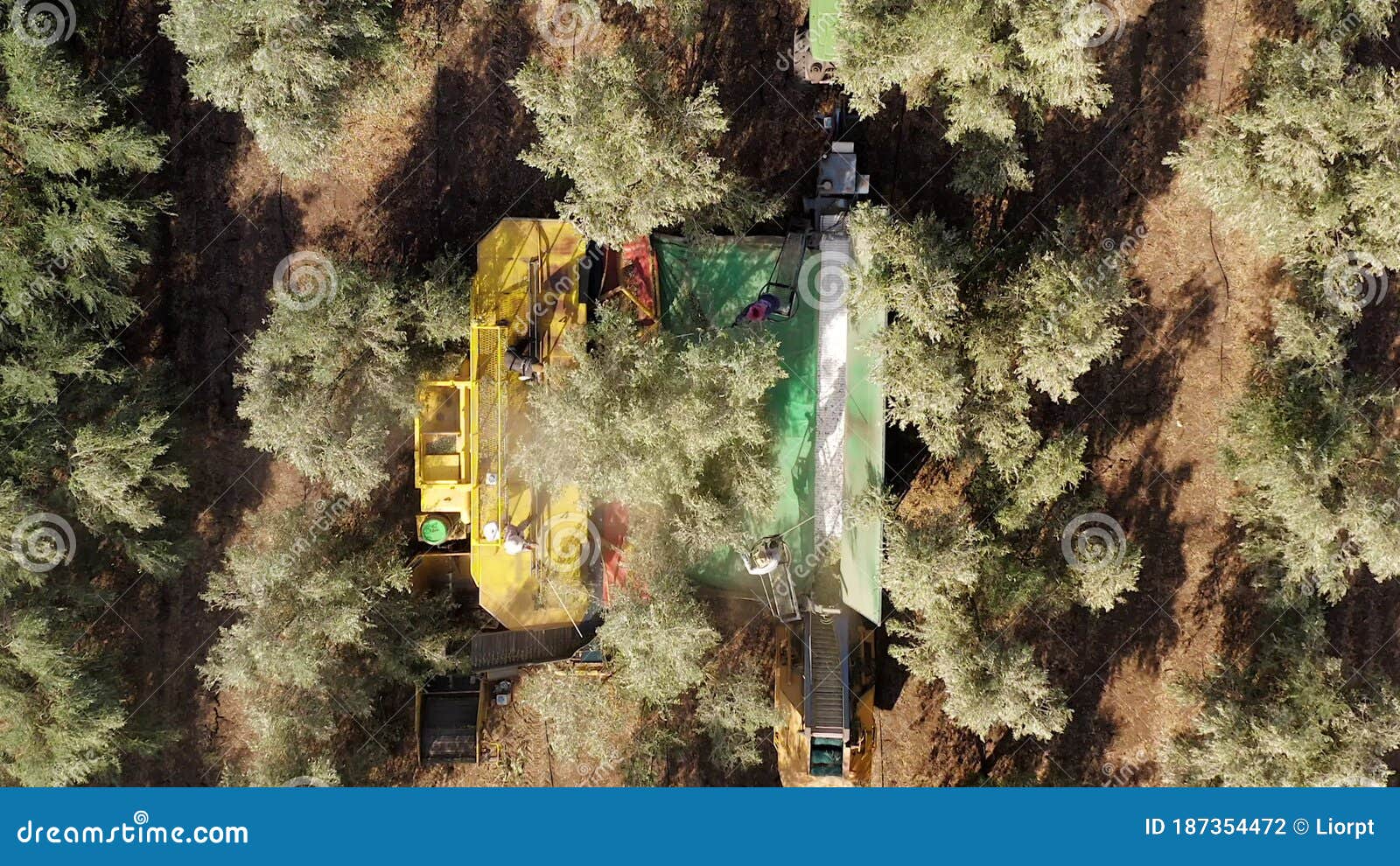 Olive Tree Shaker Harvester Operation Supported by Four Pole Beating ...