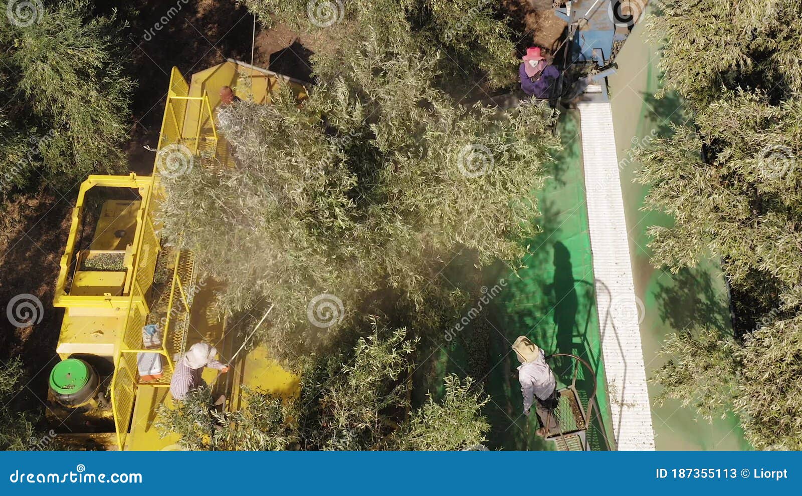 Olive Tree Shaker Harvester Operation Supported by Four Pole Beating ...