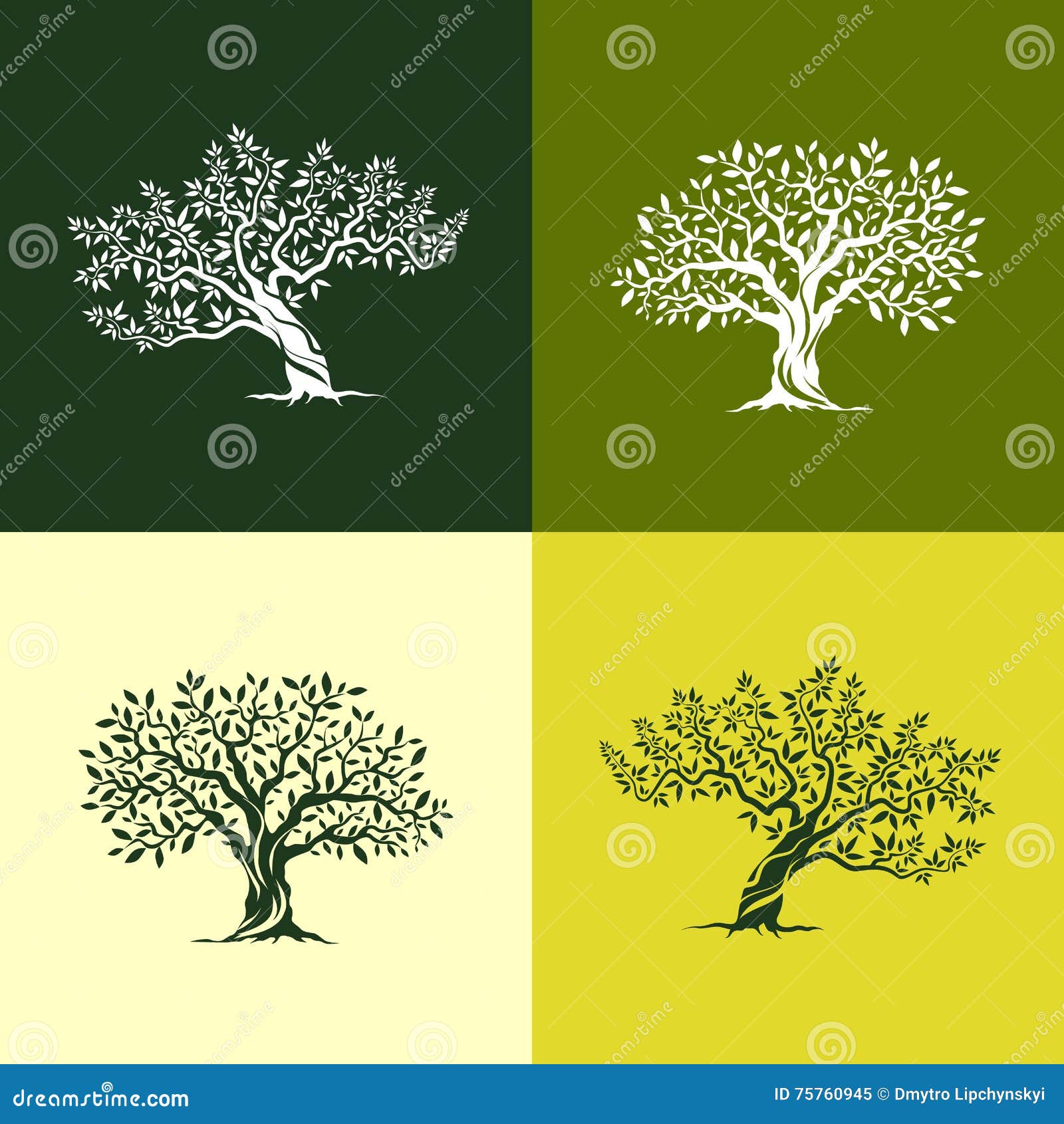 Olive Tree Growth Stages. Vector Illustration. Ripening Period ...