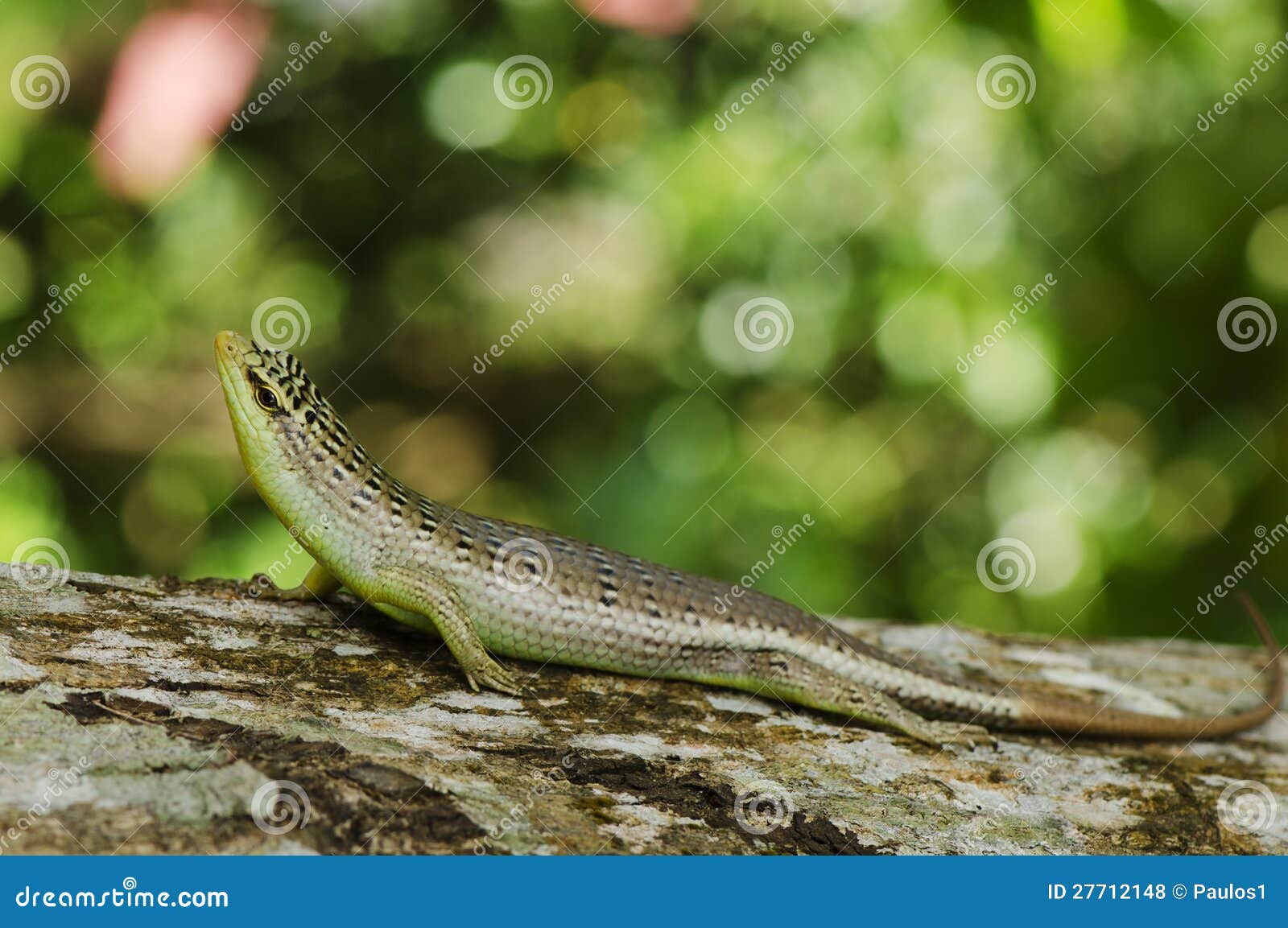 Tree-skink Royalty-Free Stock Photography | CartoonDealer.com #203039