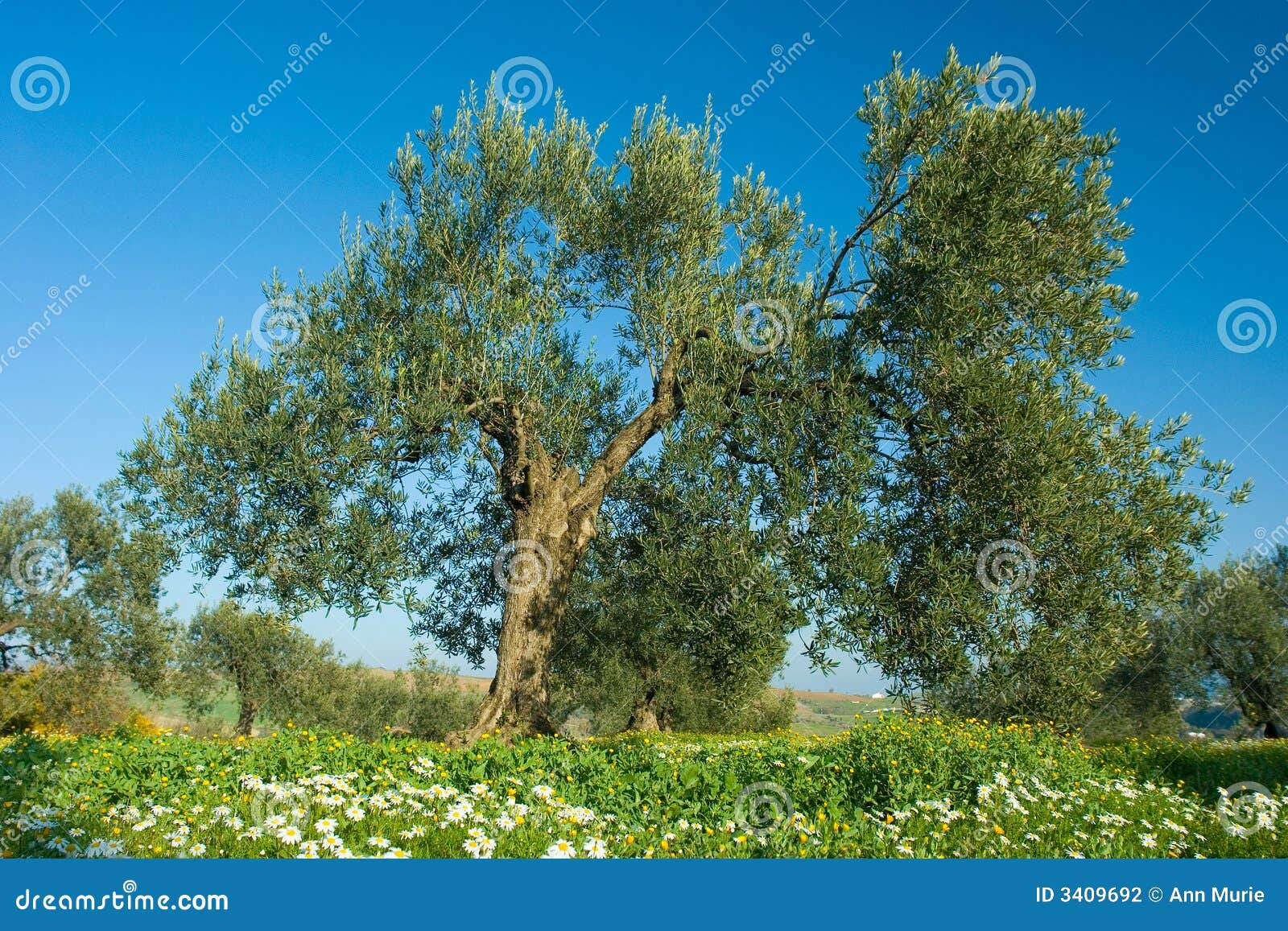 Olive Tree in spring stock photo. Image of gold, cultivation - 3409692