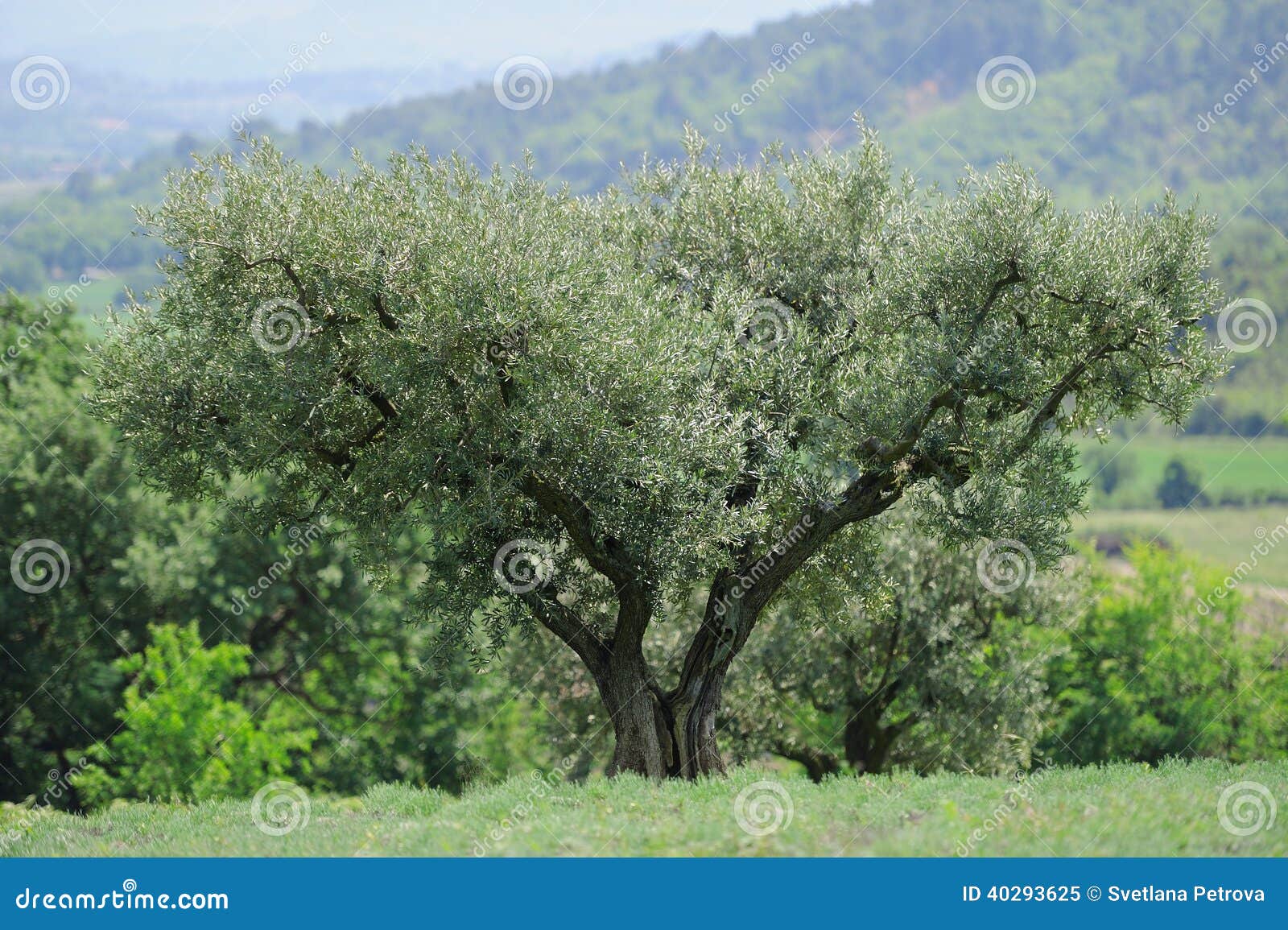 Olive tree stock image. Image of mediterranean, spain - 40293625