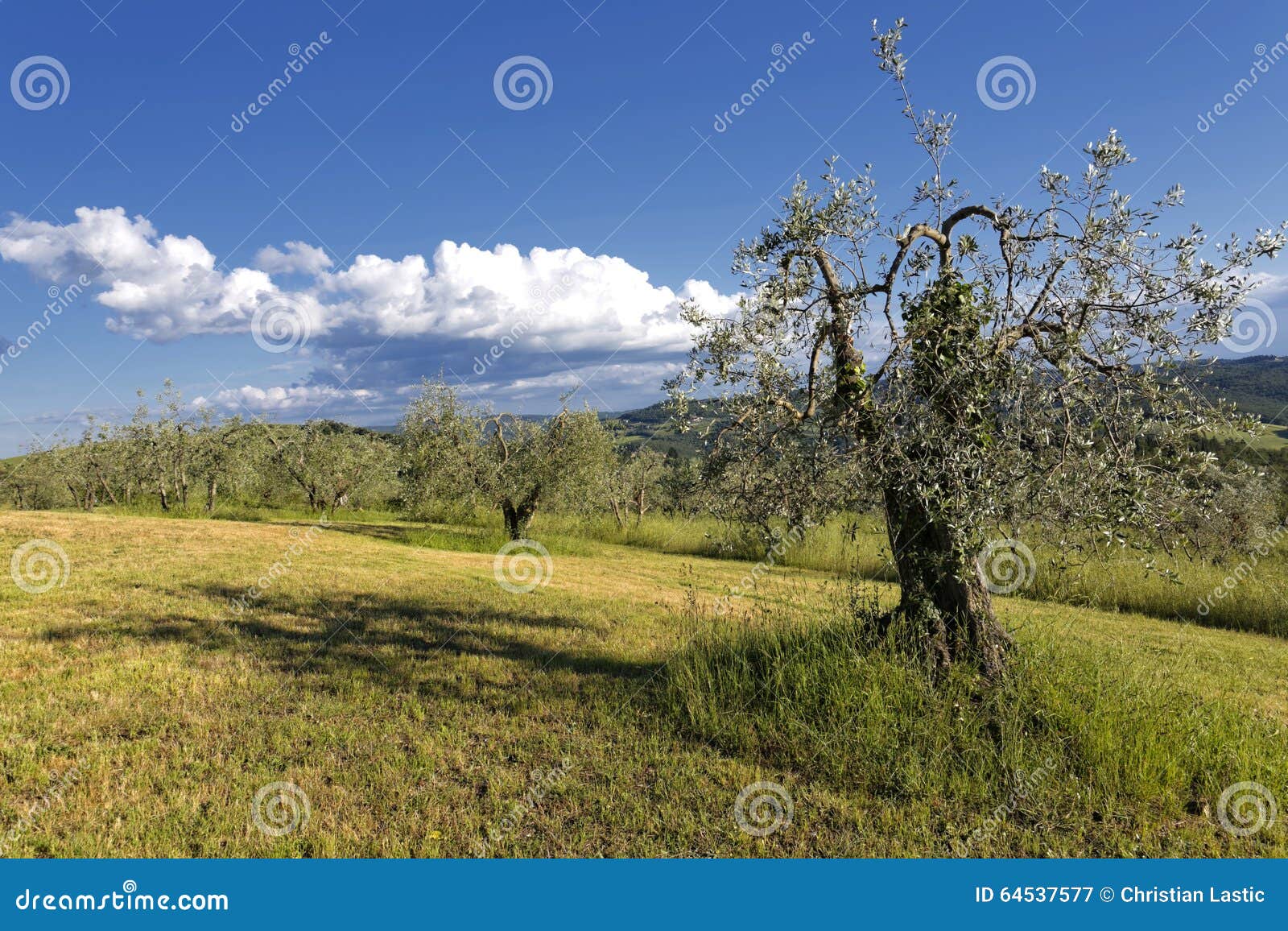 Olive tree in spring stock image. Image of hill, green - 64537577