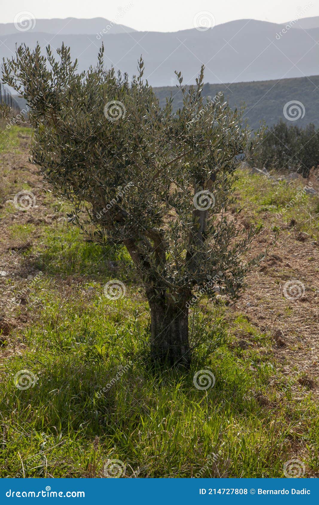 An olive tree stock photo. Image of decoration, nature - 214727808