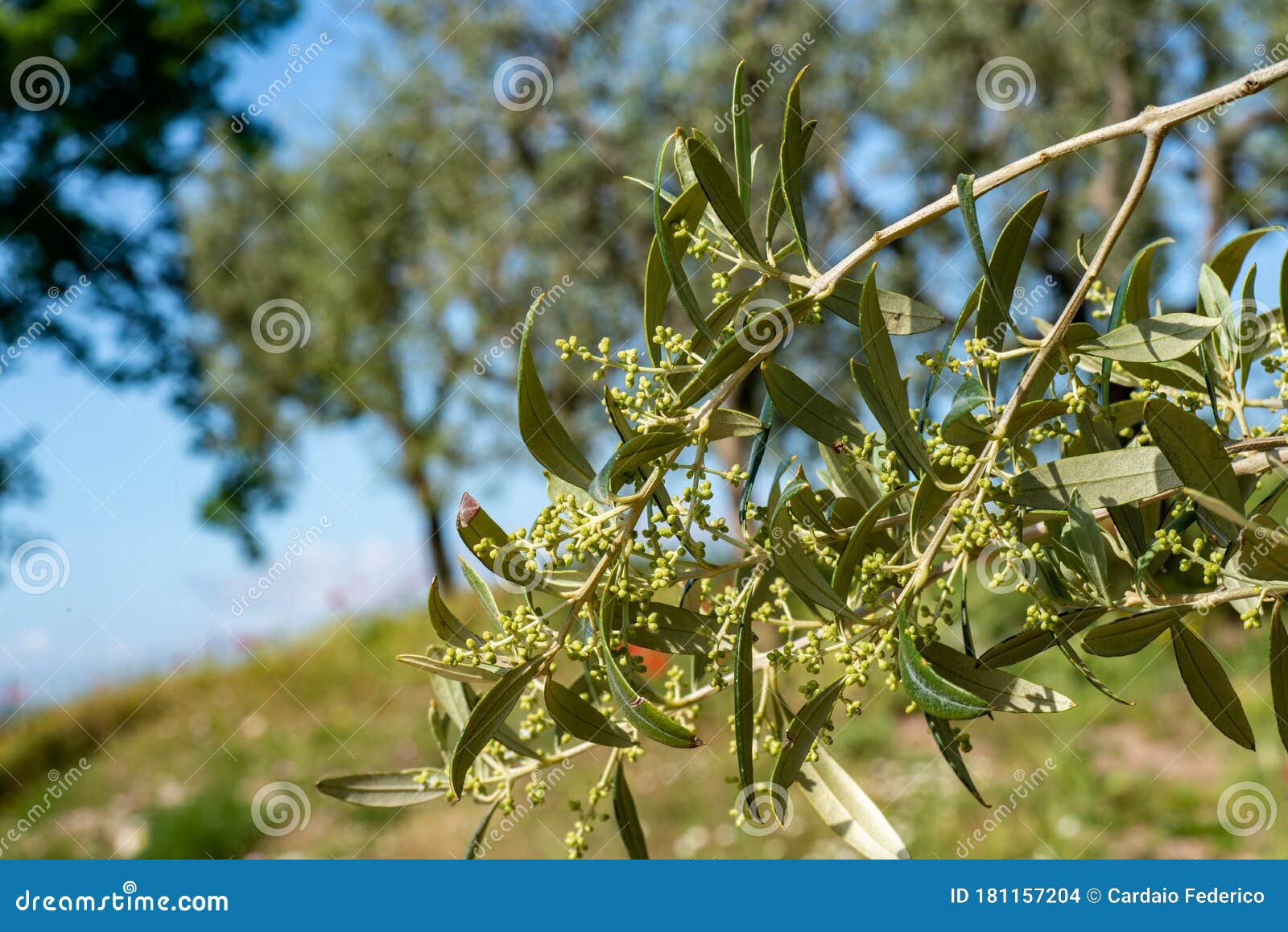 Olive tree and sprouts stock photo. Image of natural - 181157204