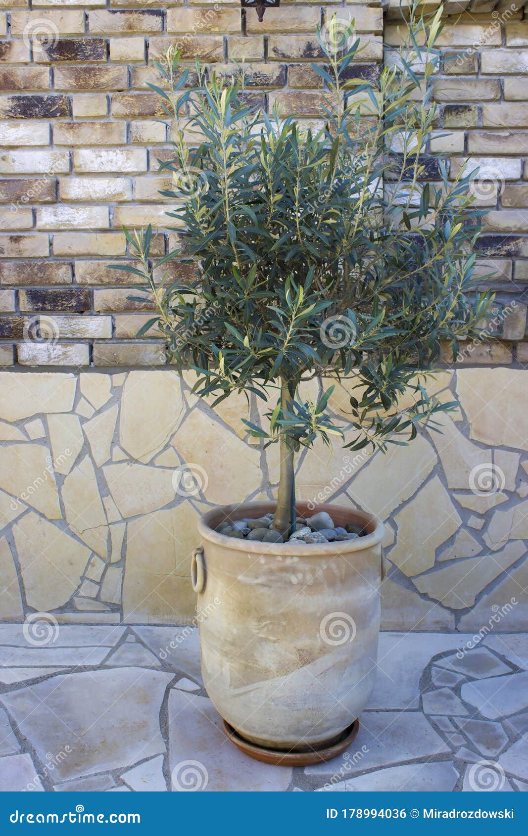 Olive Tree Terracotta Pot Photos - Free & Royalty-Free Stock Photos ...