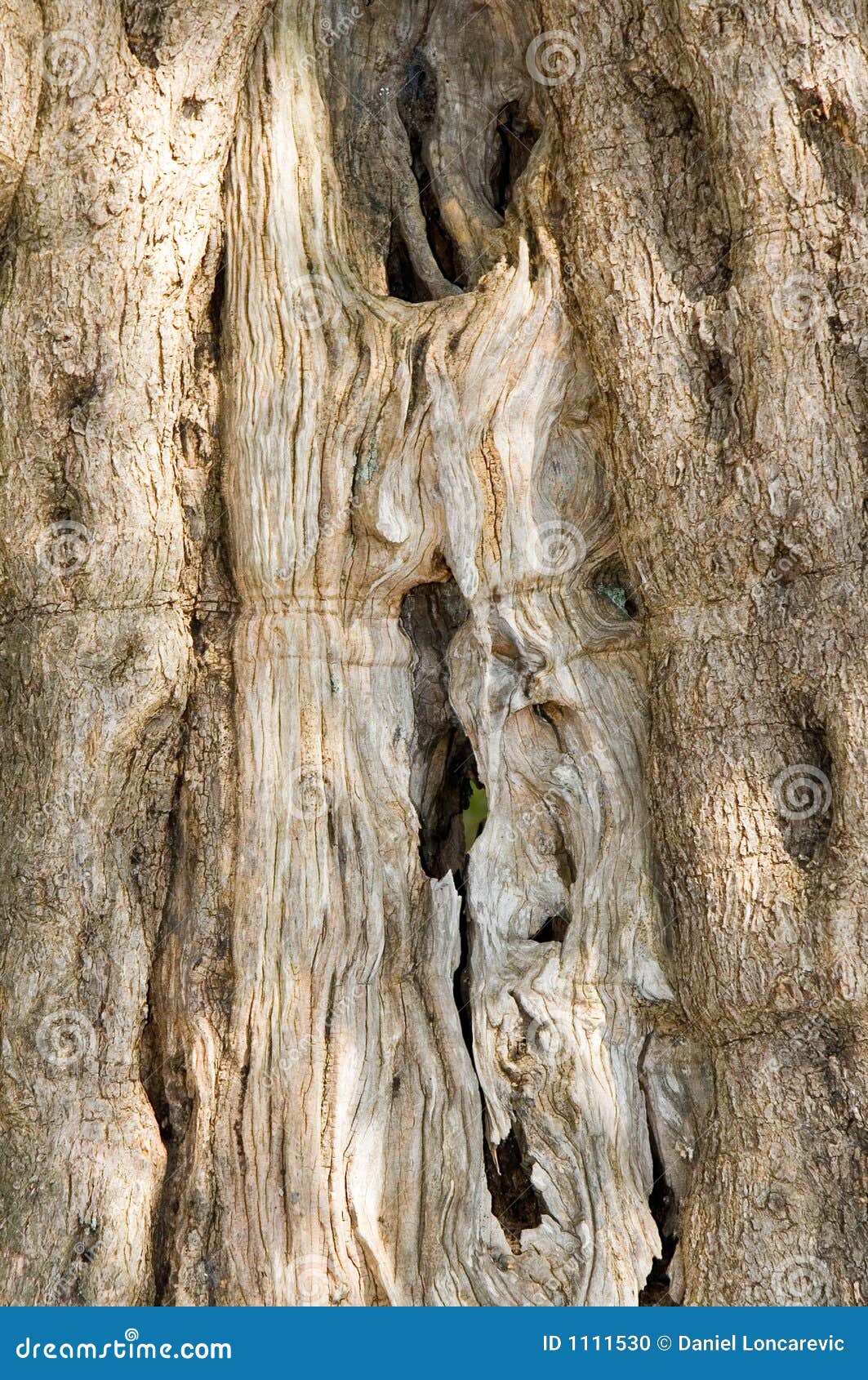 Olive tree texture stock photo. Image of sunny, abstract - 1111530