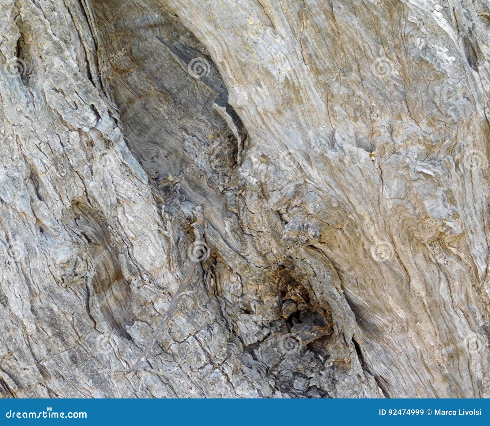 Olive Tree Texture Outdoors Stock Image - Image of macro, olive: 92474999