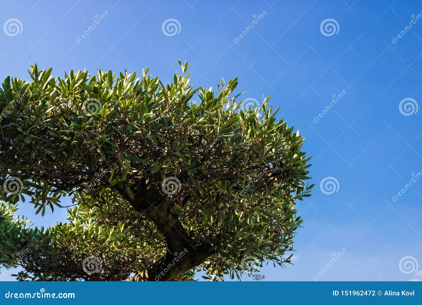 Olive Tree Top on Blue Sky Background - Image Stock Photo - Image of ...
