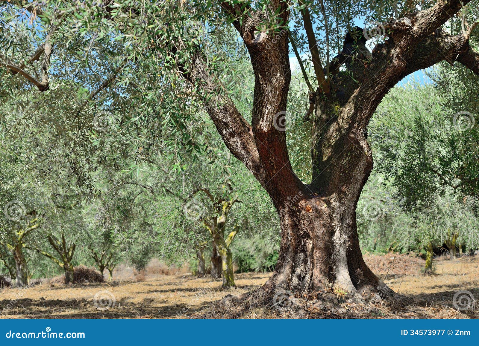 Olive tree stock image. Image of kalamata, olive, brown - 34573977