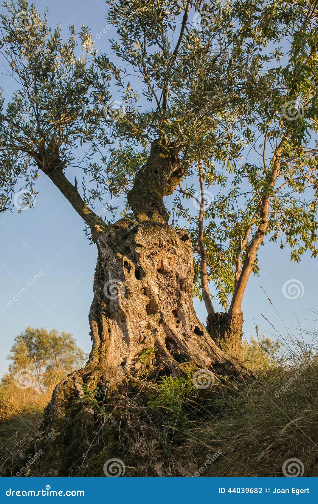 Olive tree stock photo. Image of nature, countryside - 44039682