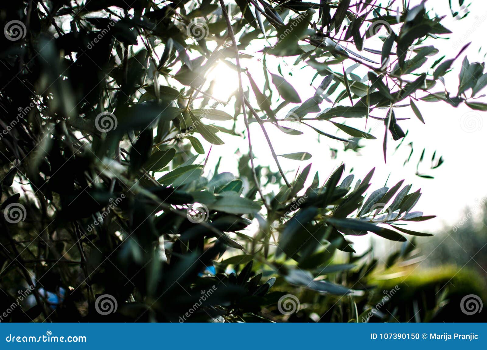 Olive tree branches stock photo. Image of tree, trough - 107390150