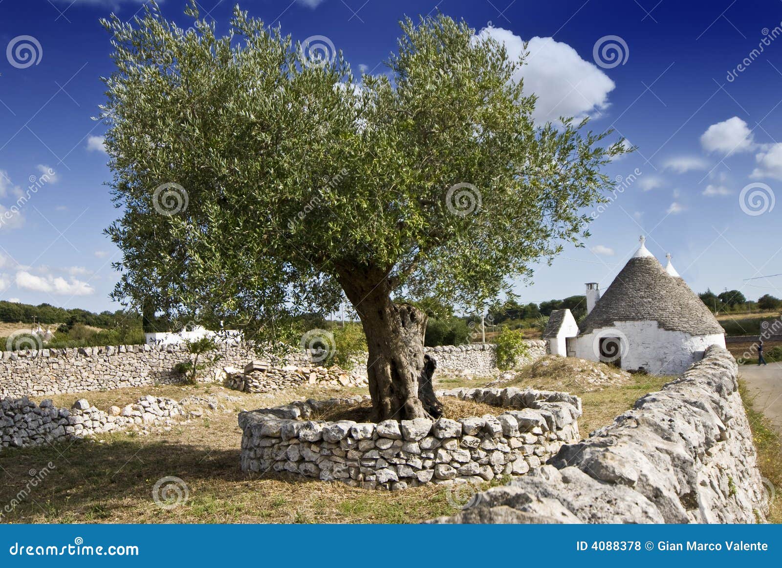 Olive Tree In The Tub Opposite The Illuminated Concrete Color Wall ...