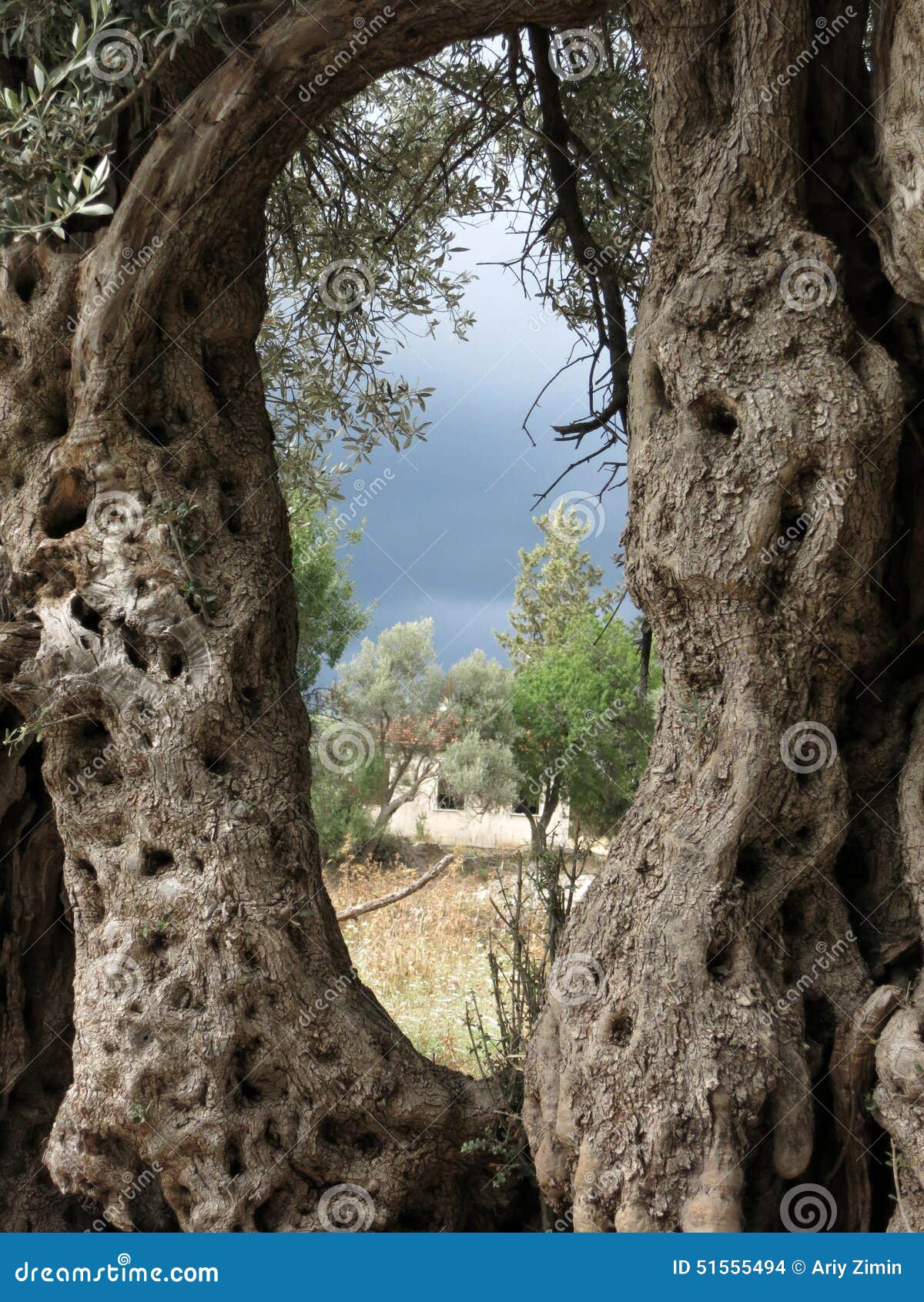Olive tree trunk stock photo. Image of world, garden - 51555494