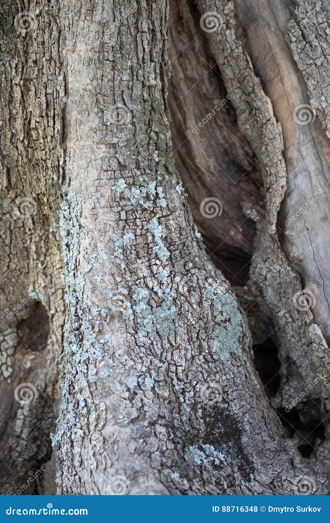 Olive tree trunk stock photo. Image of rugged, detail - 88716348