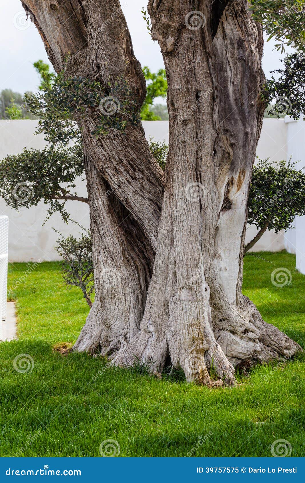 Olive tree trunk stock image. Image of paradise, outdoors - 39757575