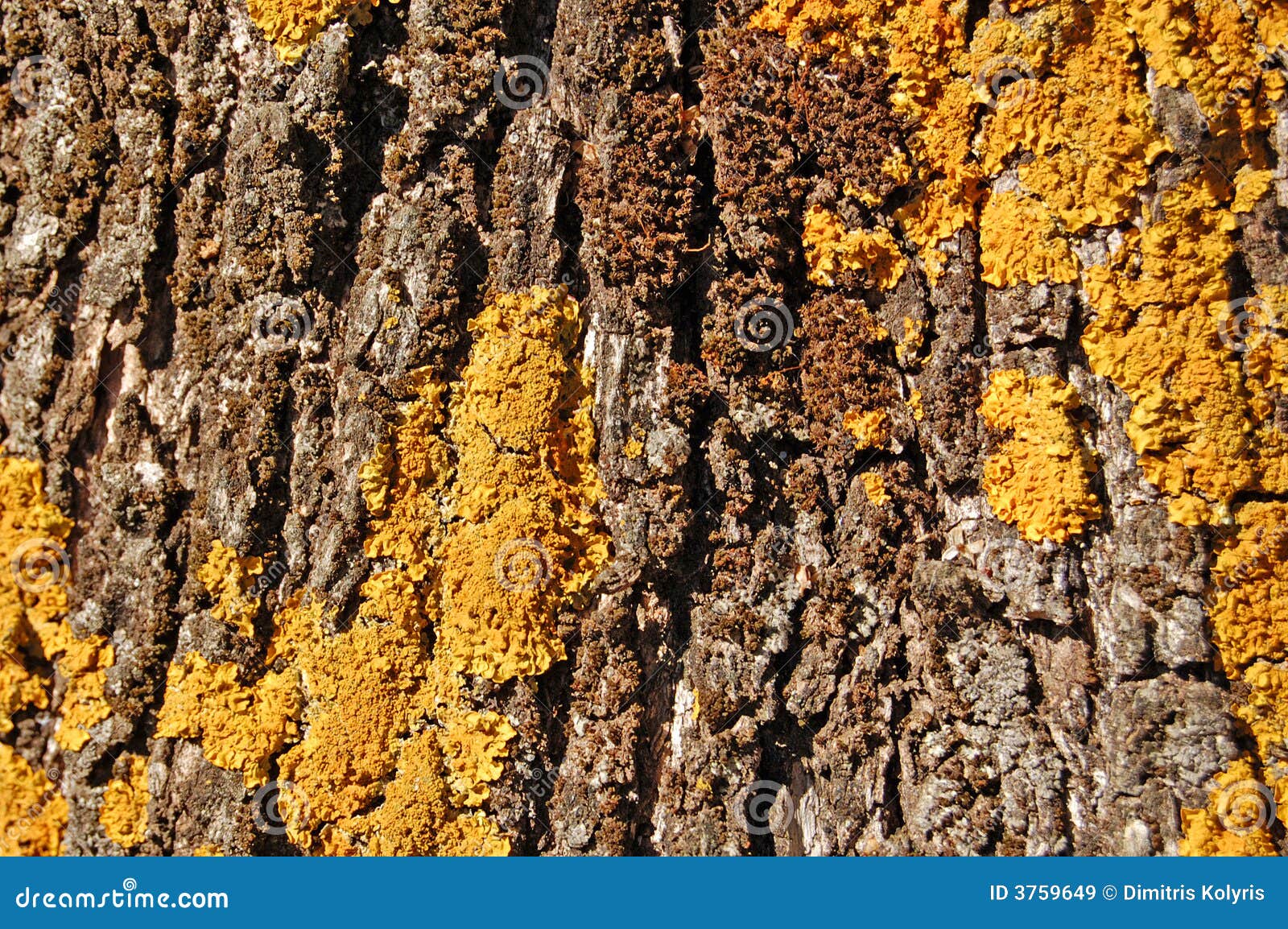 Olive Tree Fungus Texture Stock Images by Megapixl