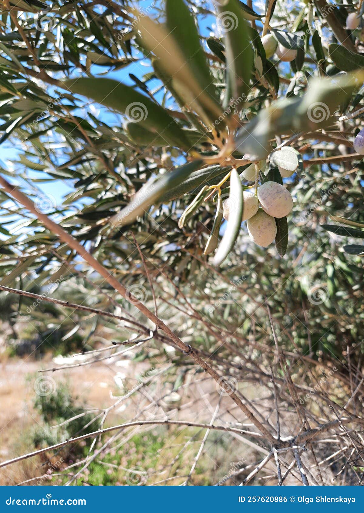 Olive tree in Turkey. stock photo. Image of shrub, produce - 257620886