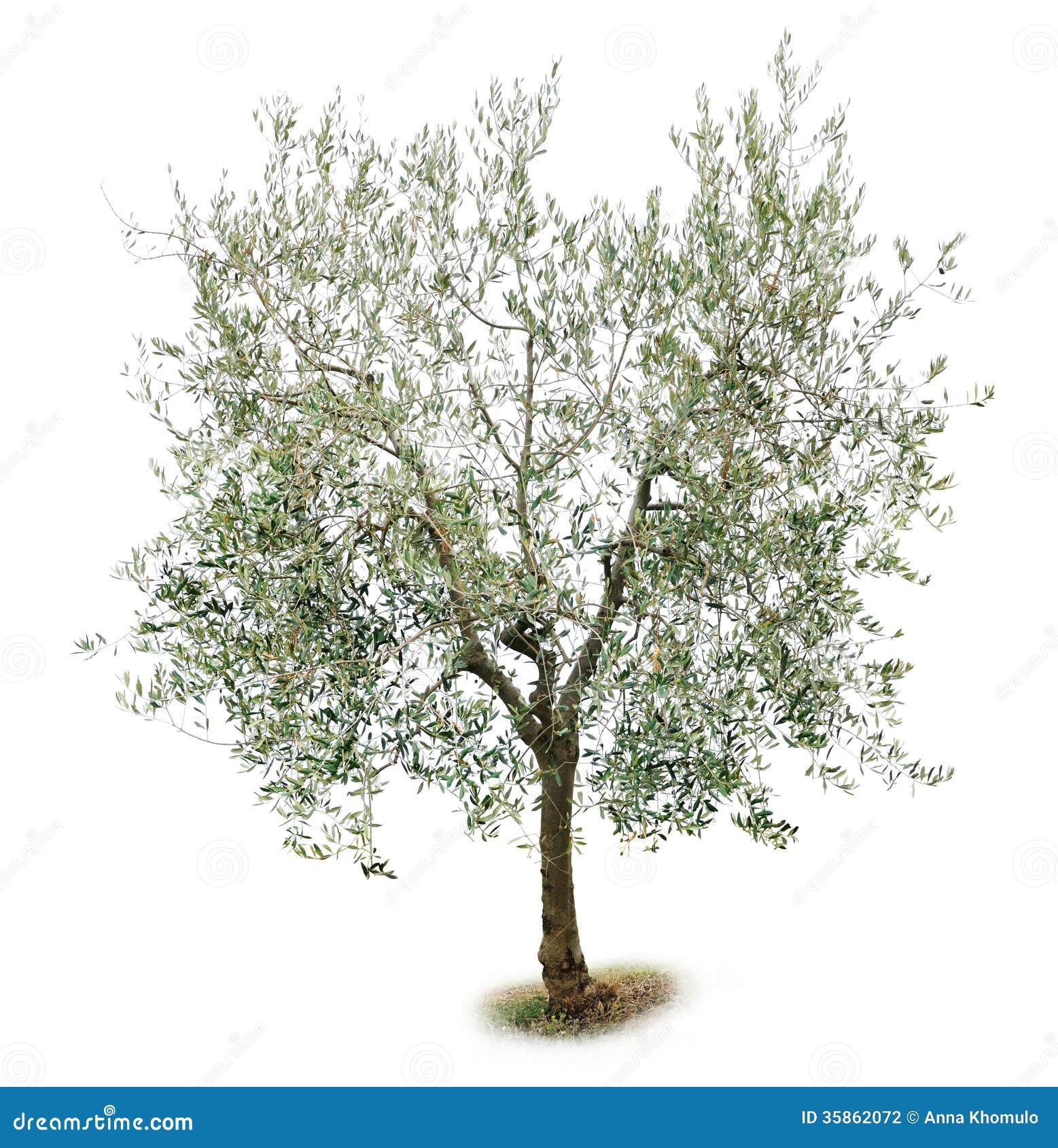 Olive tree stock photo. Image of tuscan, branch, cultivated - 35862072