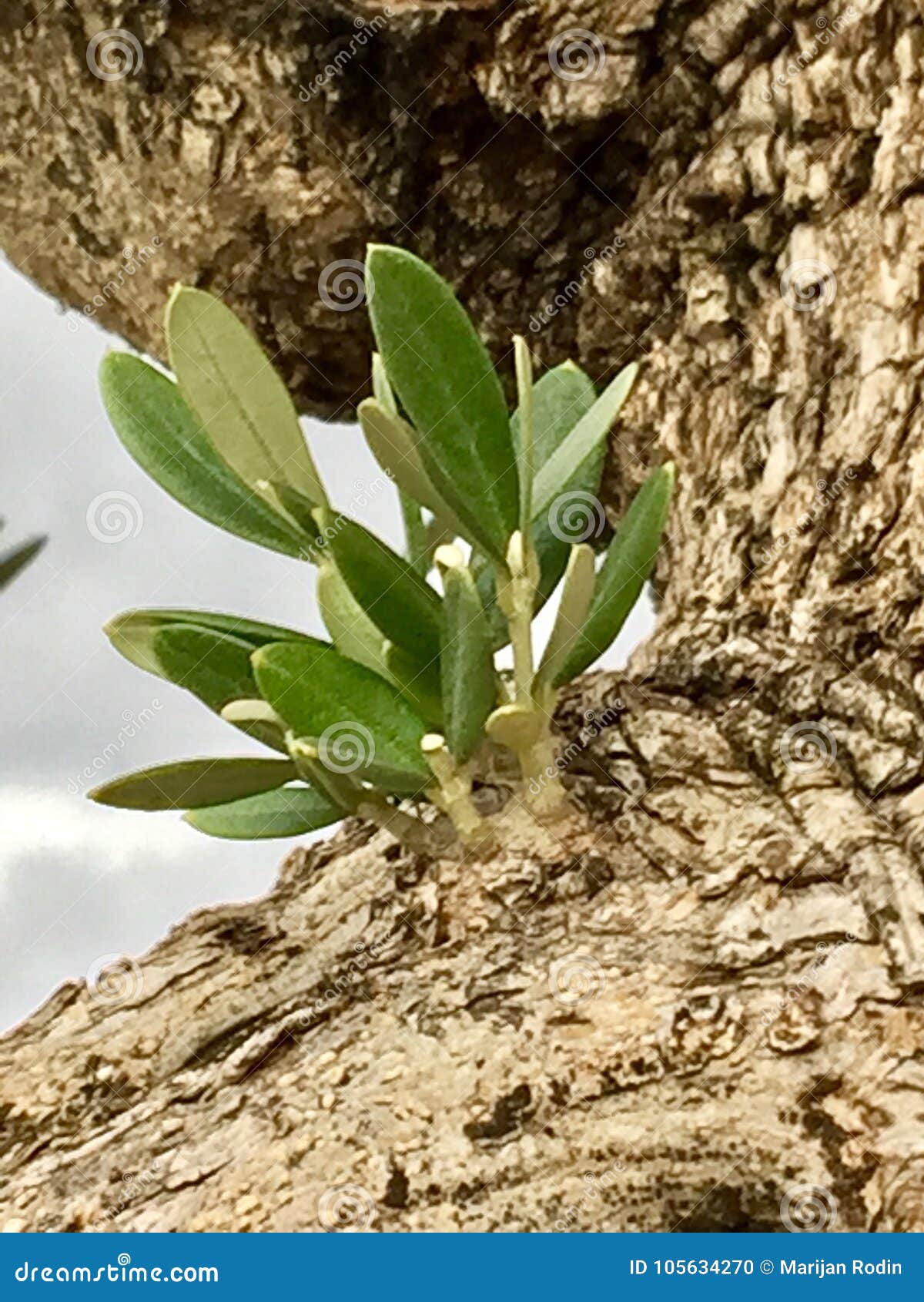 Olive tree stock photo. Image of twig, trunk, outdoors - 105634270