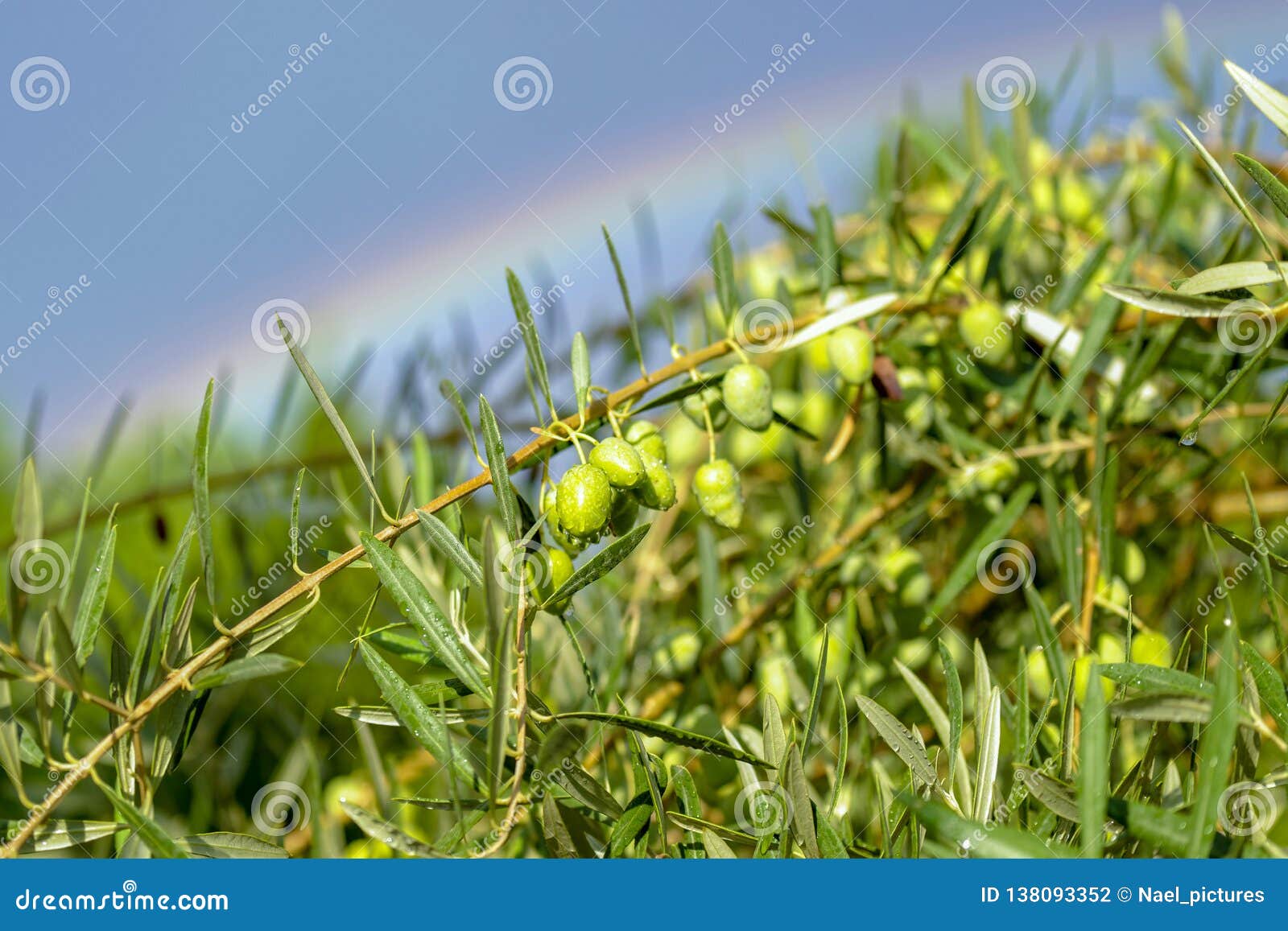 Olive tree under a rainbow stock photo. Image of blue - 138093352