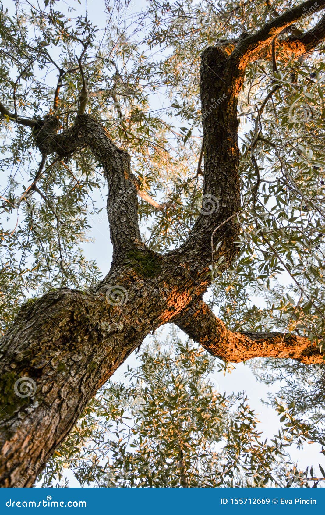 Olive tree upside view. stock image. Image of background - 155712669