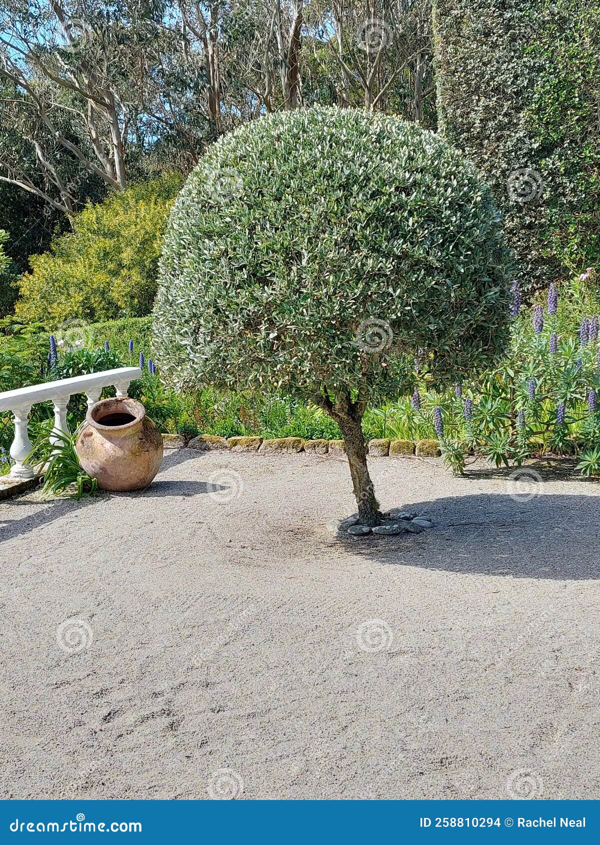 Olive tree with urn stock photo. Image of garden, tree - 258810294