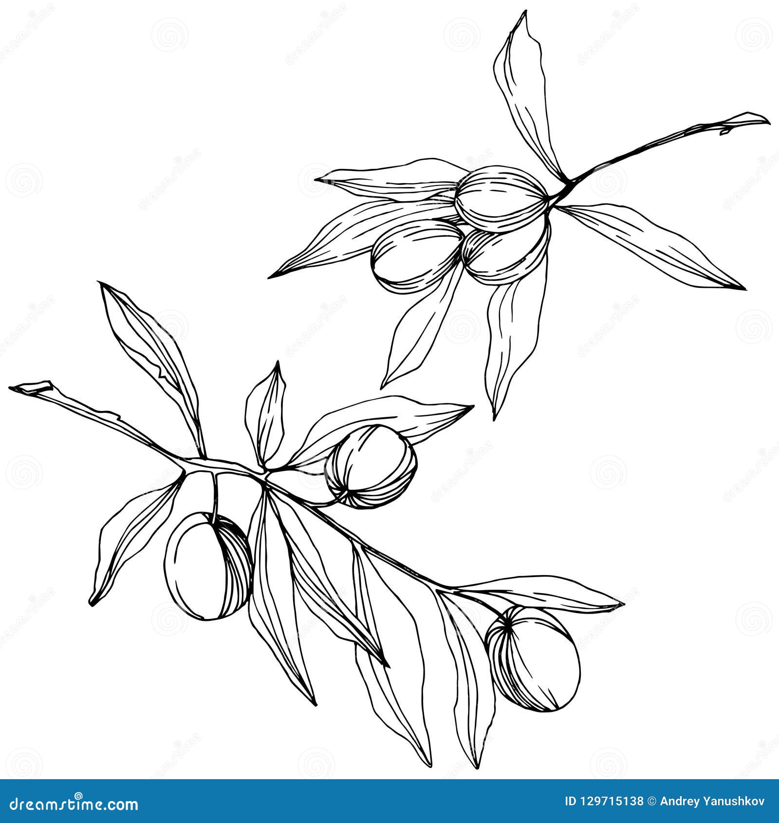 Olive Tree in a Vector Style Isolated. Black and White Engraved Ink Art ...