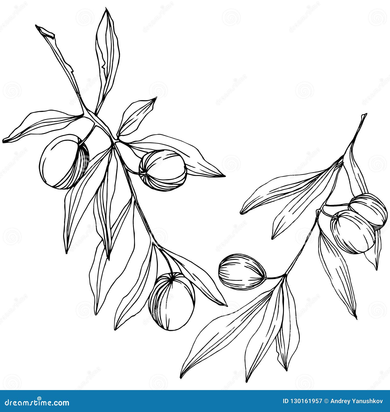 Olive Tree in a Vector Style Isolated. Black and White Engraved Ink Art ...