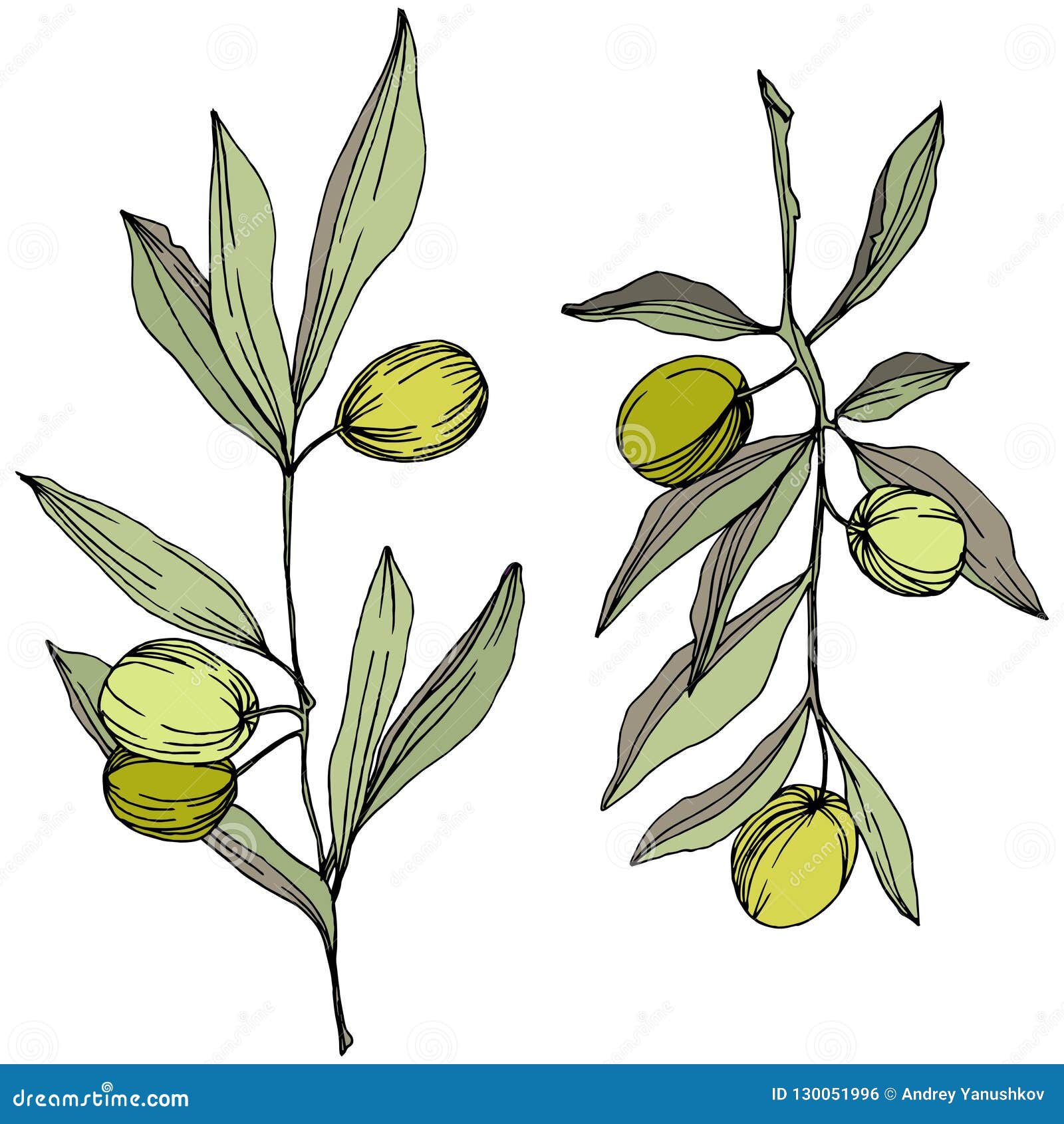 Olive Tree in a Vector Style Isolated. Green Engraved Ink Art Stock ...