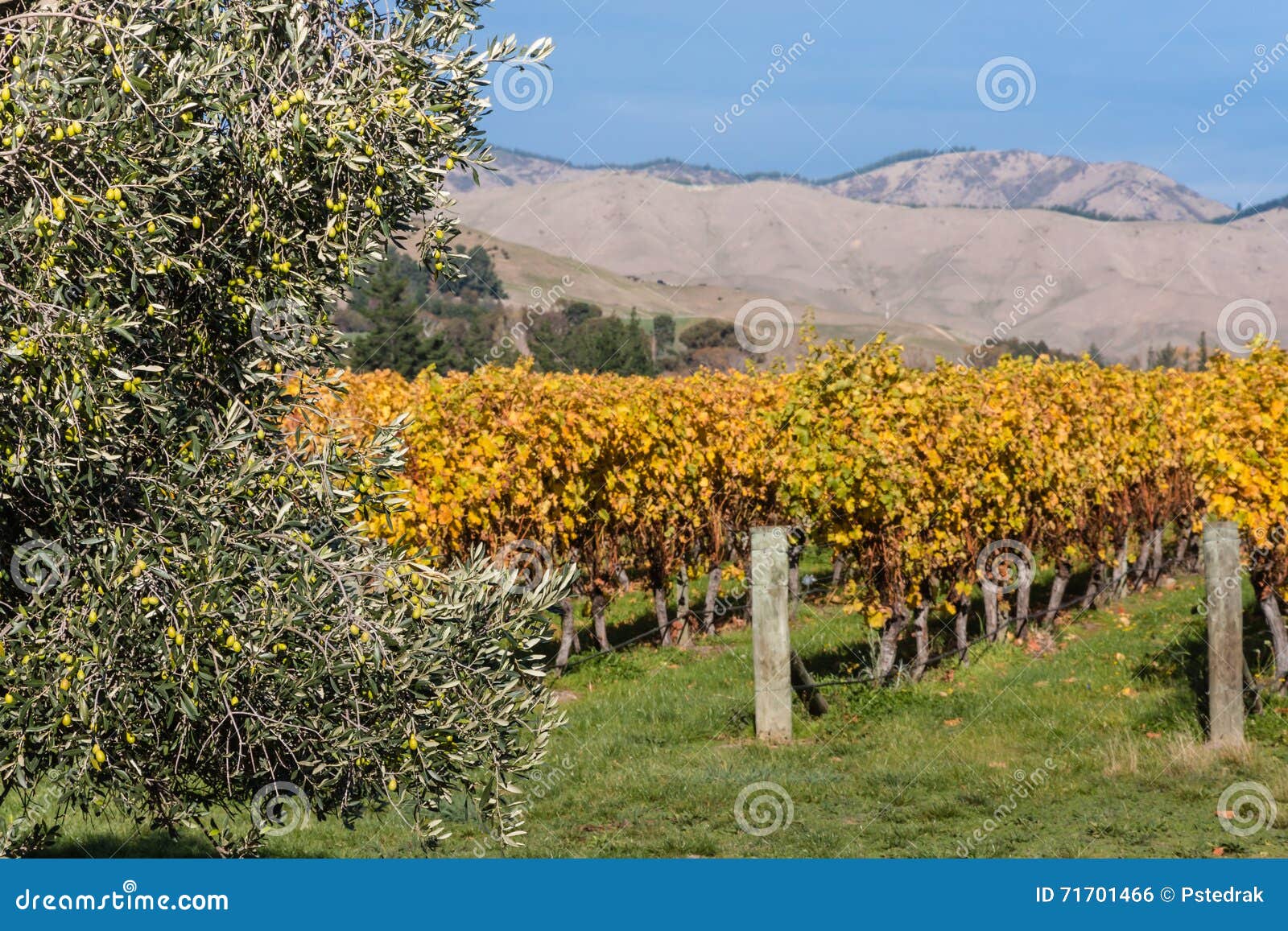 Olive Tree in Vineyard in Autumn Stock Photo - Image of zealand ...