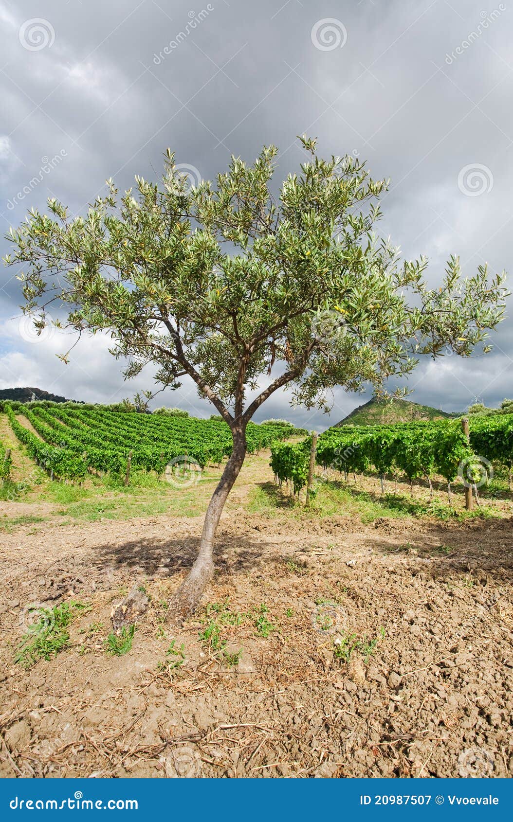 Olive Tree and Vineyard in Etna Region, Sicily Stock Image - Image of ...